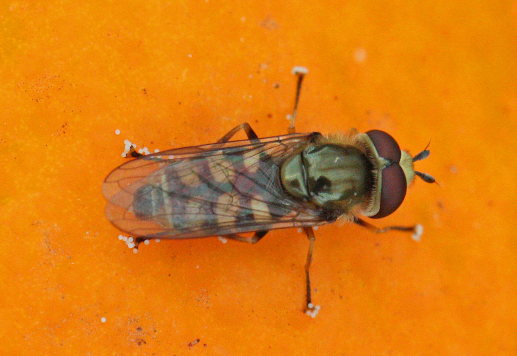 Migrant Hover Fly from 46512 Faura, València, Espanya on April 3, 2009 ...
