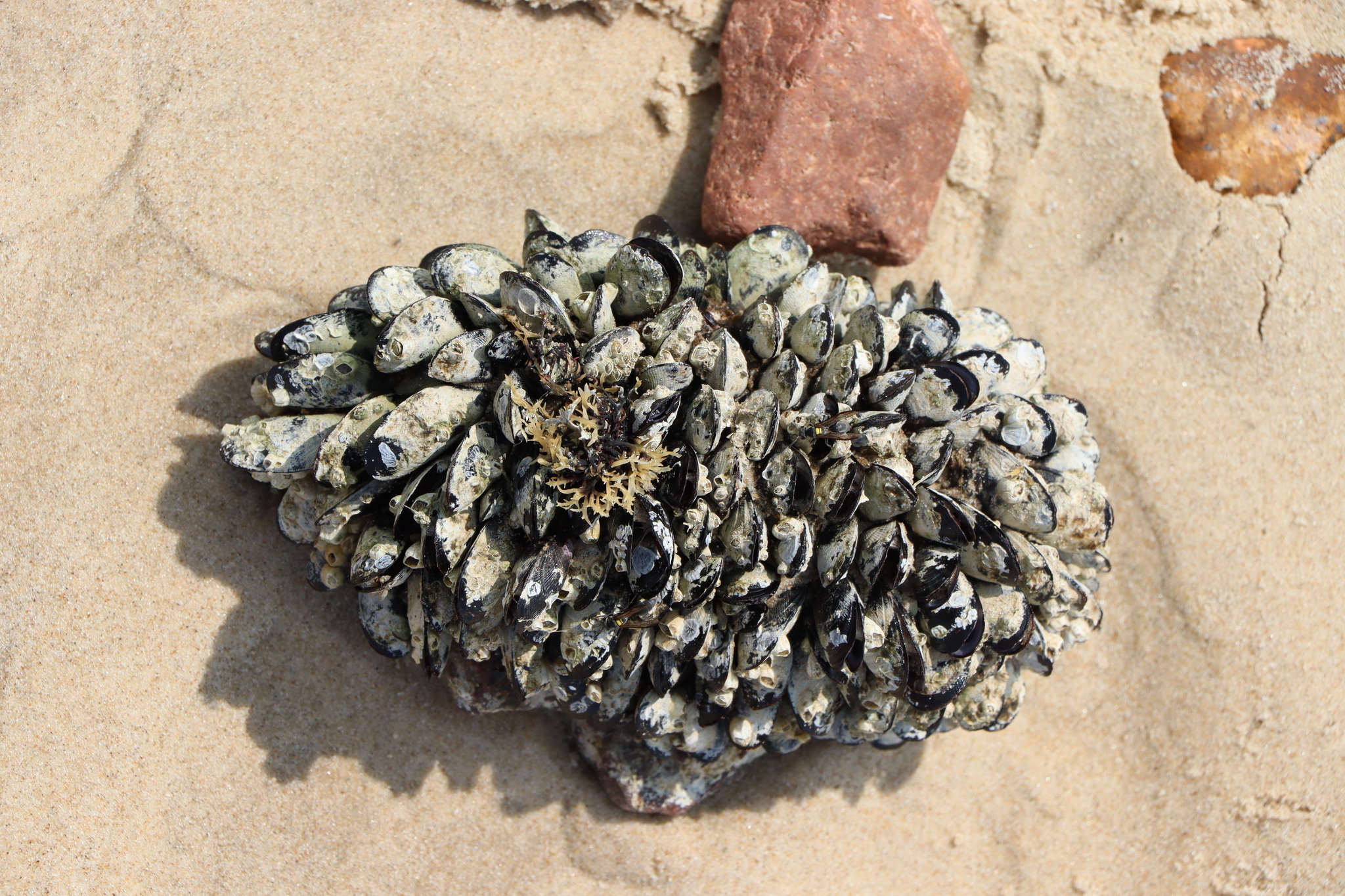 Brachidontes rodriguezii (d'Orbigny, 1842)