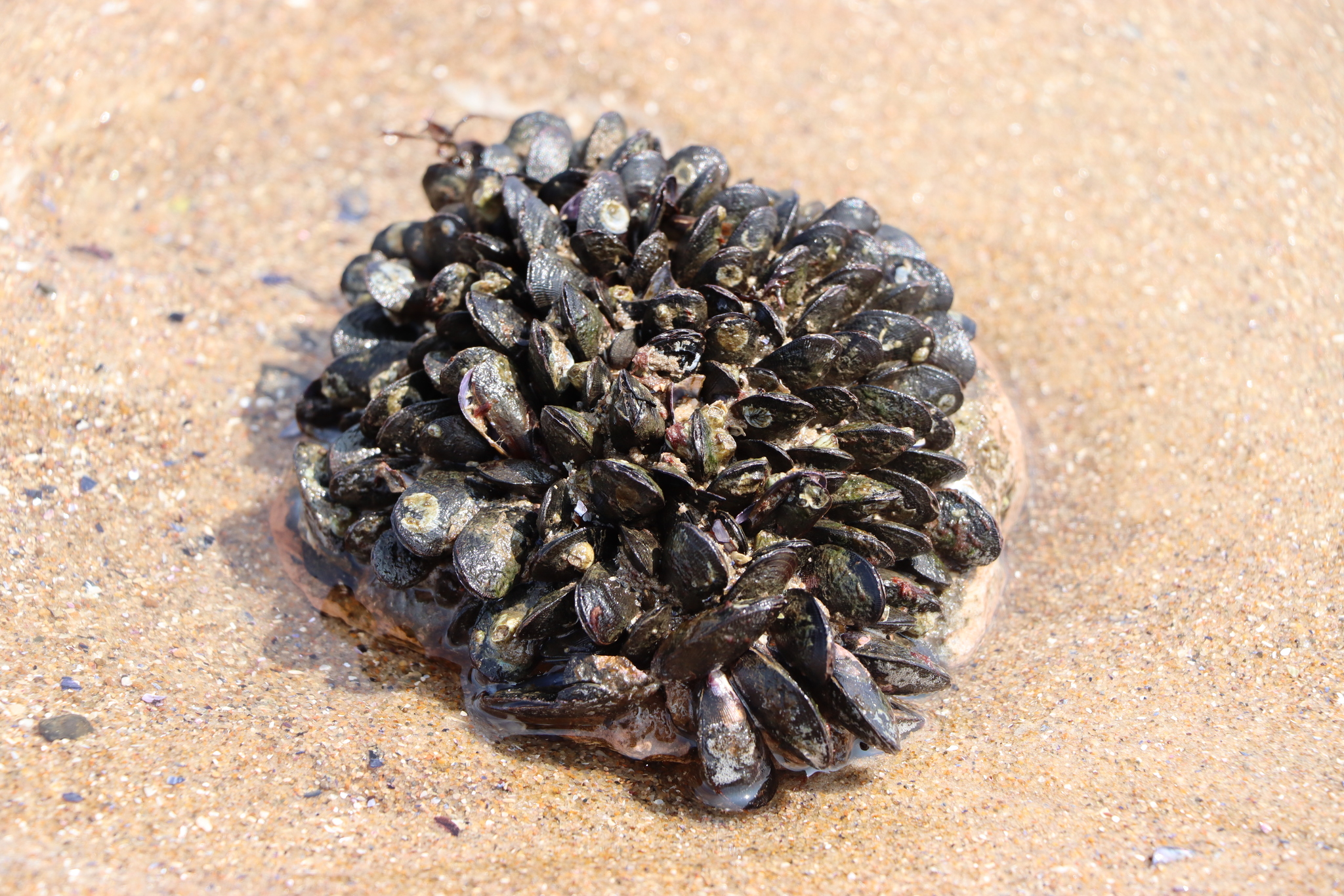 Brachidontes rodriguezii (d'Orbigny, 1842)