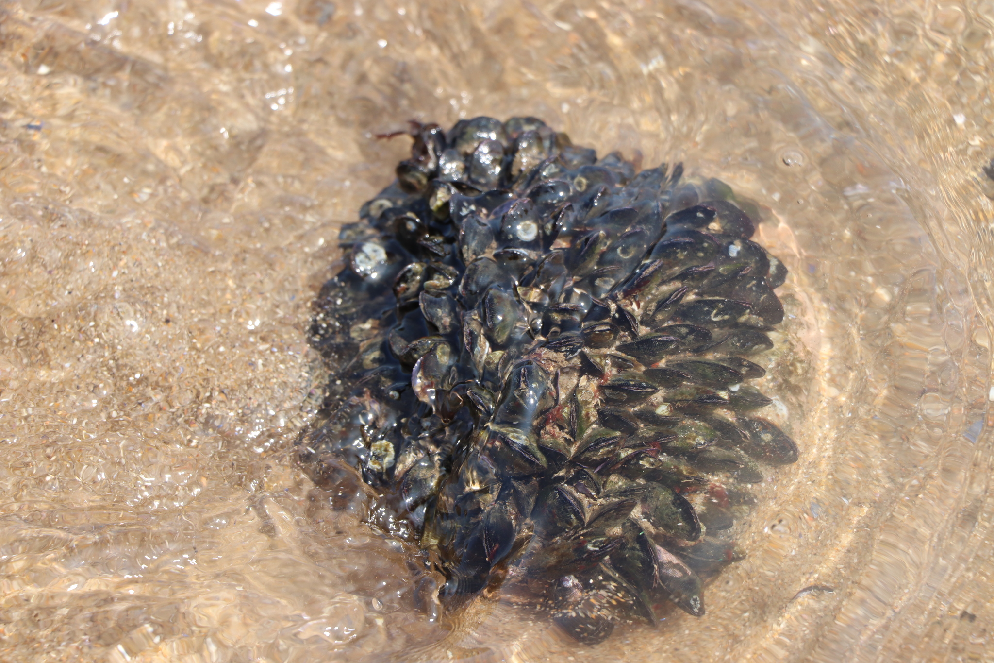 Brachidontes rodriguezii (d'Orbigny, 1842)