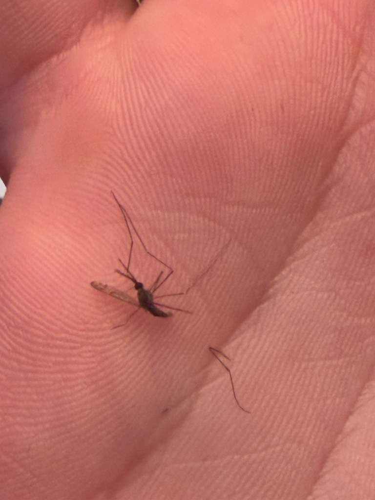 North American Malaria Mosquito from Wolbach Rd, Sudbury, MA, US on ...