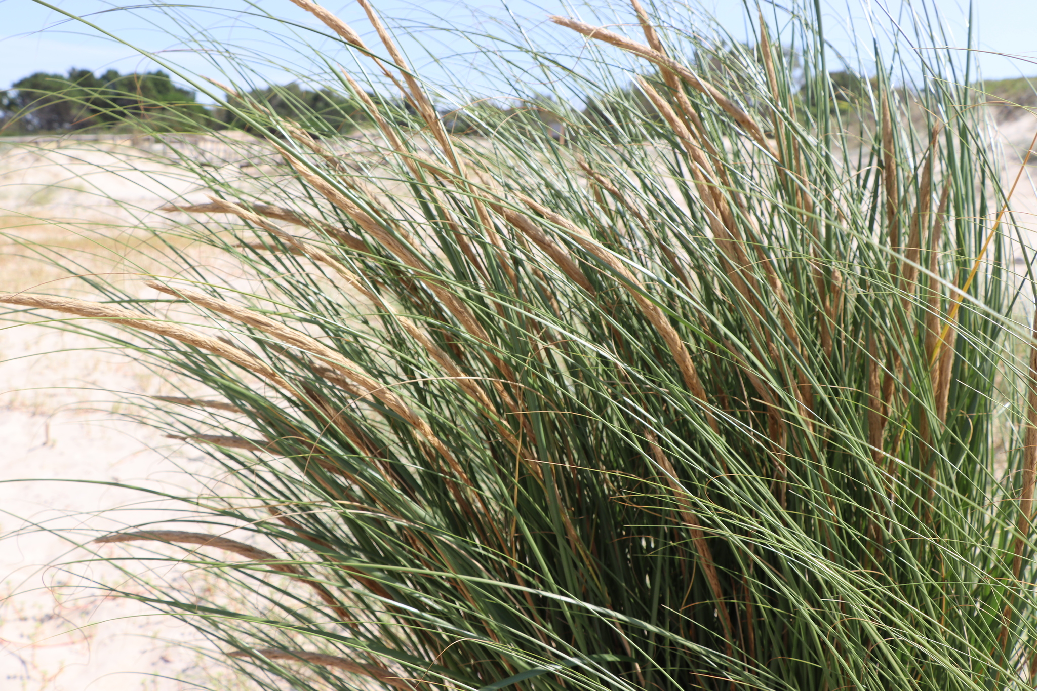 Sporobolus coarctatus (Trin.) P.M.Peterson & Saarela