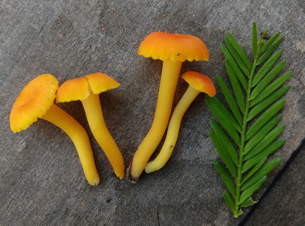 Hygrocybe moseri (Encyclopedia of North American Mushrooms pt. 2 ...