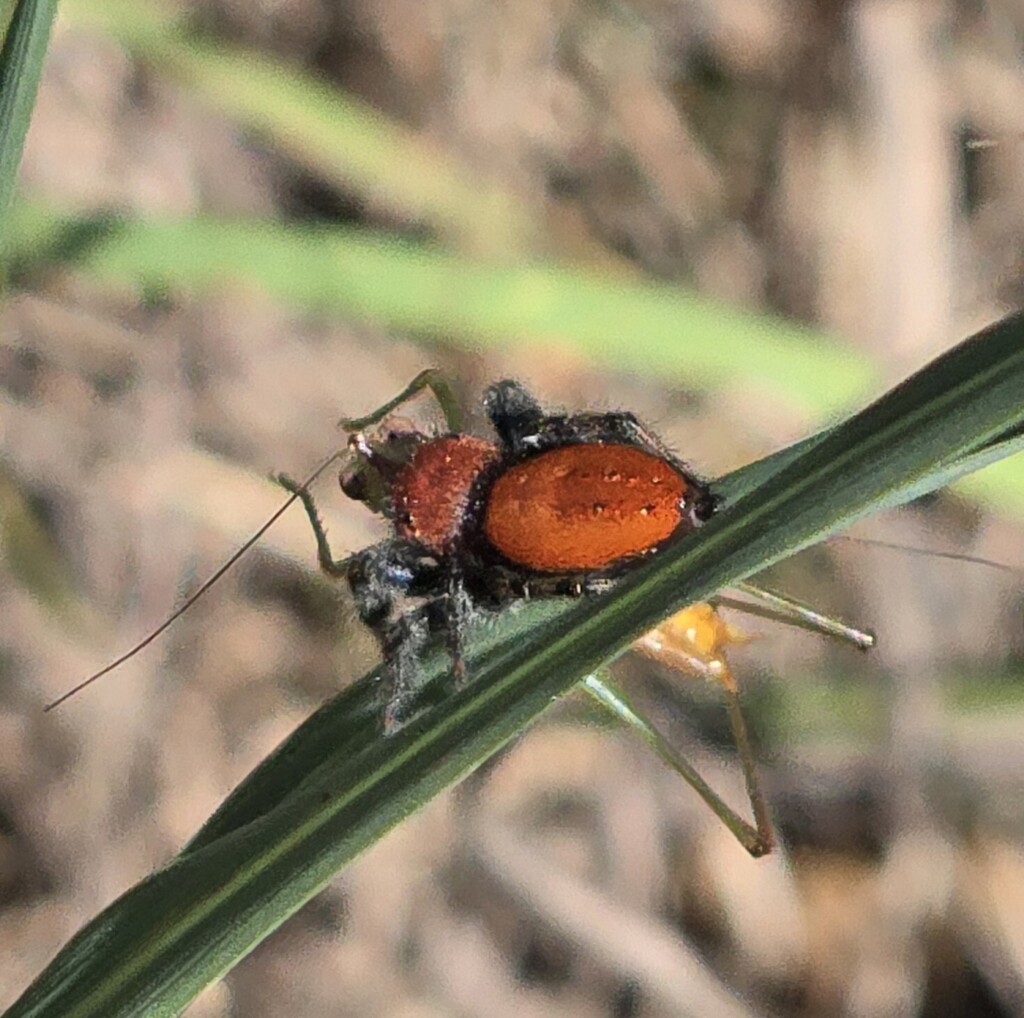 Cardinal Jumping Spider from Osage County, OK, USA on October 4, 2025 ...
