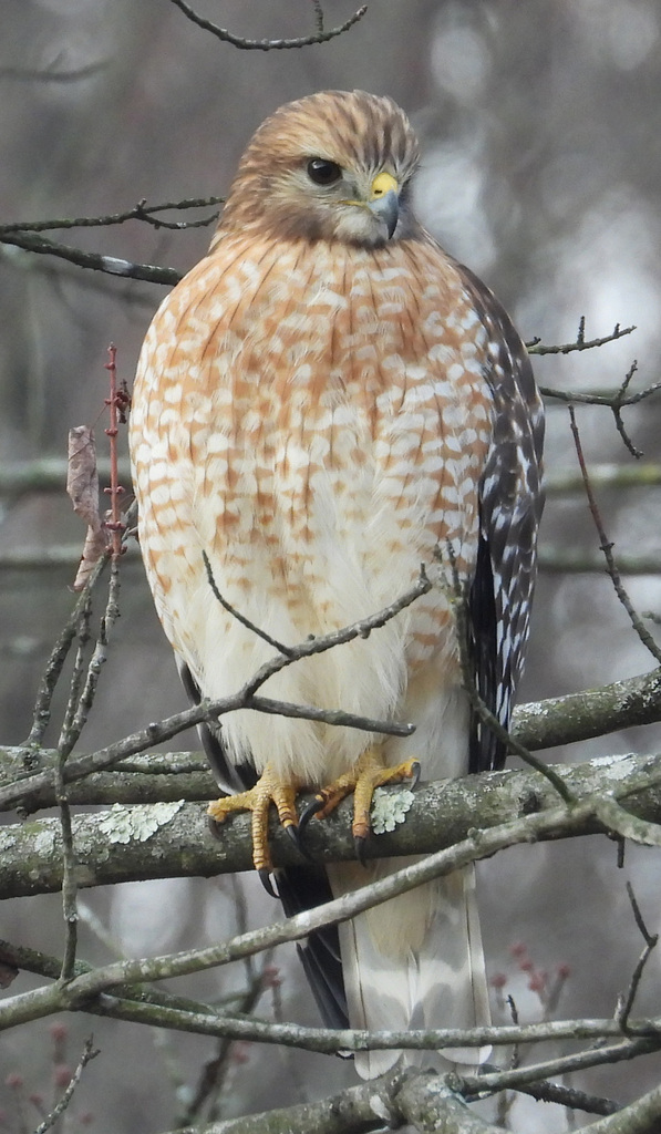 Red-shouldered Hawk from Silver Spring, MD, USA on January 7, 2026 at ...