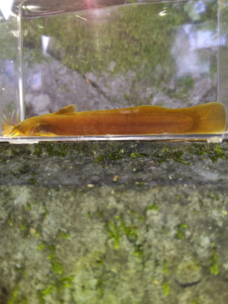 Liobagrus reinii in August 2023 by r-fujii · iNaturalist