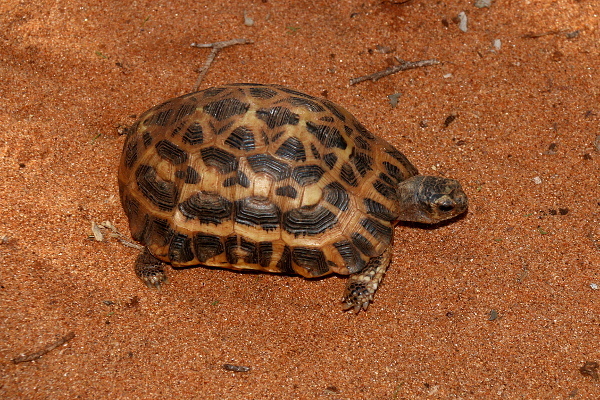 Spider Tortoise in November 2013 by leithallb. 696 · iNaturalist