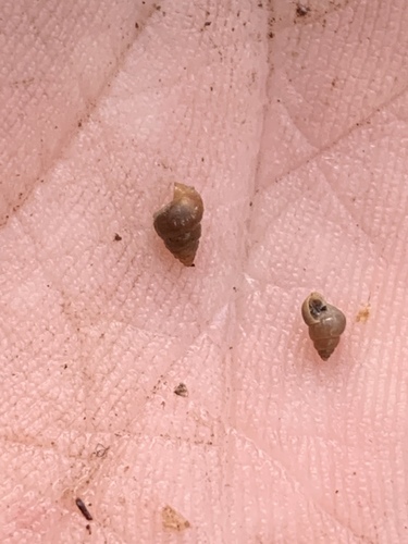 Badwater Snail (Angustassiminea infima) · iNaturalist