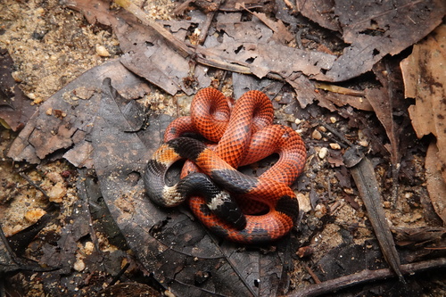 Forest Flame Snake (Oxyrhopus petolarius) - Snakes and Lizards