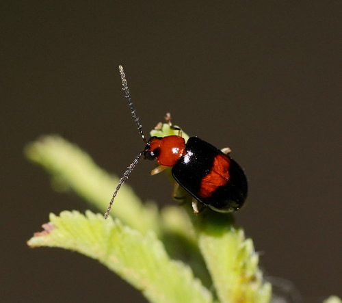 Monolepta rubrofasciata · iNaturalist