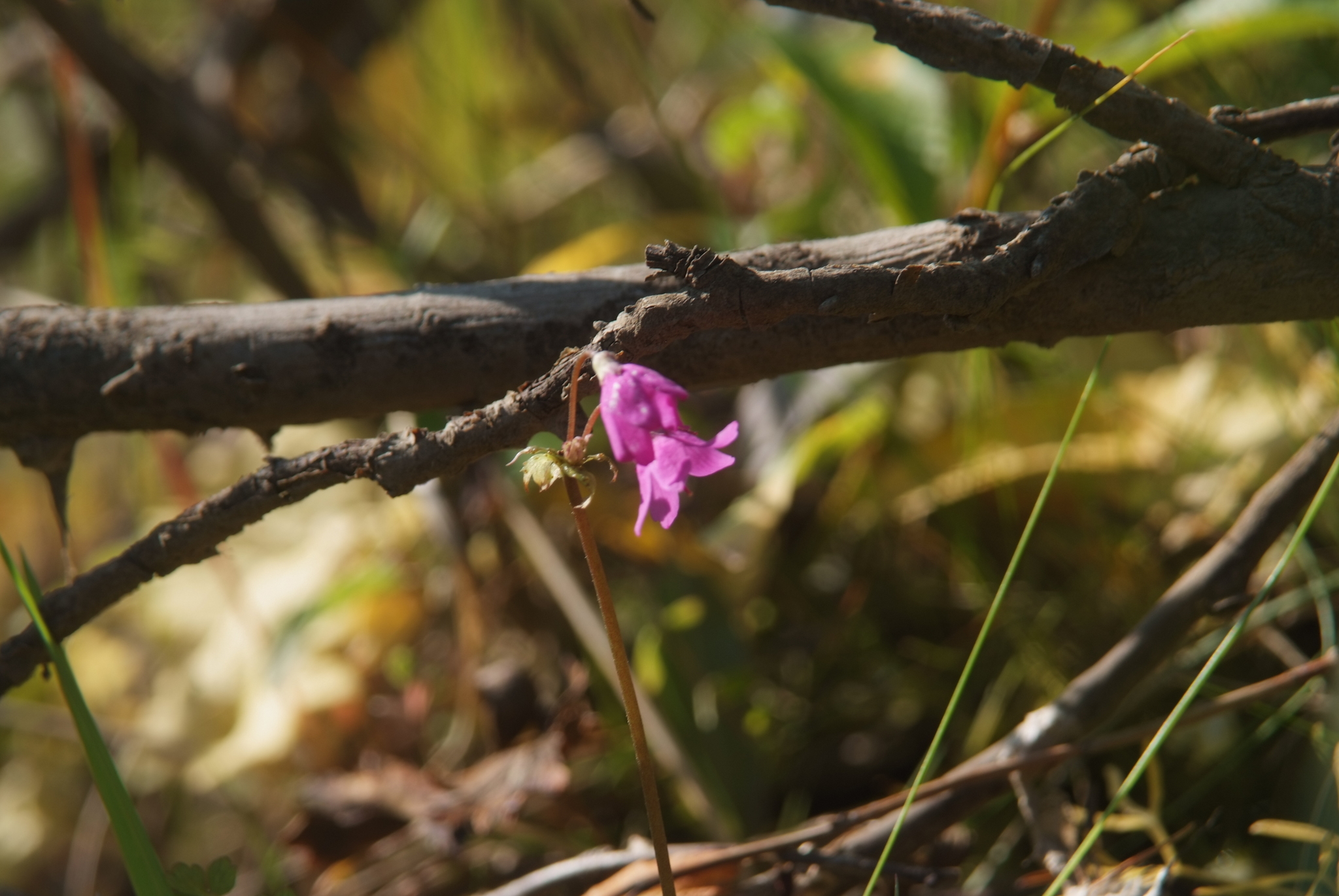 Primula matthioli subsp. altaica (Losinsk.) Kovt.