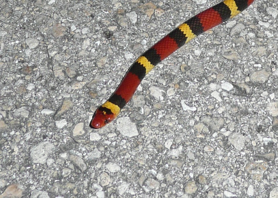 Scarlet Kingsnake from Green Meadows WTP, Lee County, FL, USA on April ...