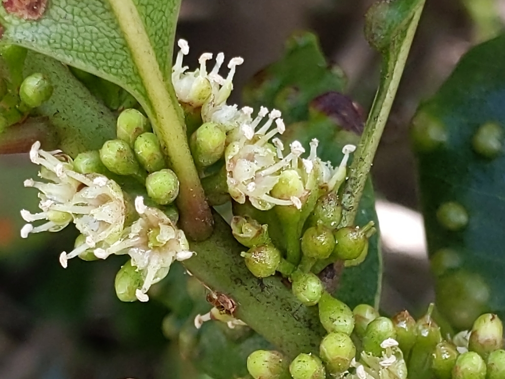 white milkwood (Myoli Beacch - Rehab Species) · iNaturalist