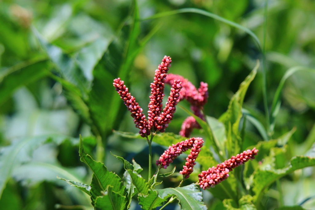 Green African Snakeroot from Pretoria Rural, South Africa on January 31 ...