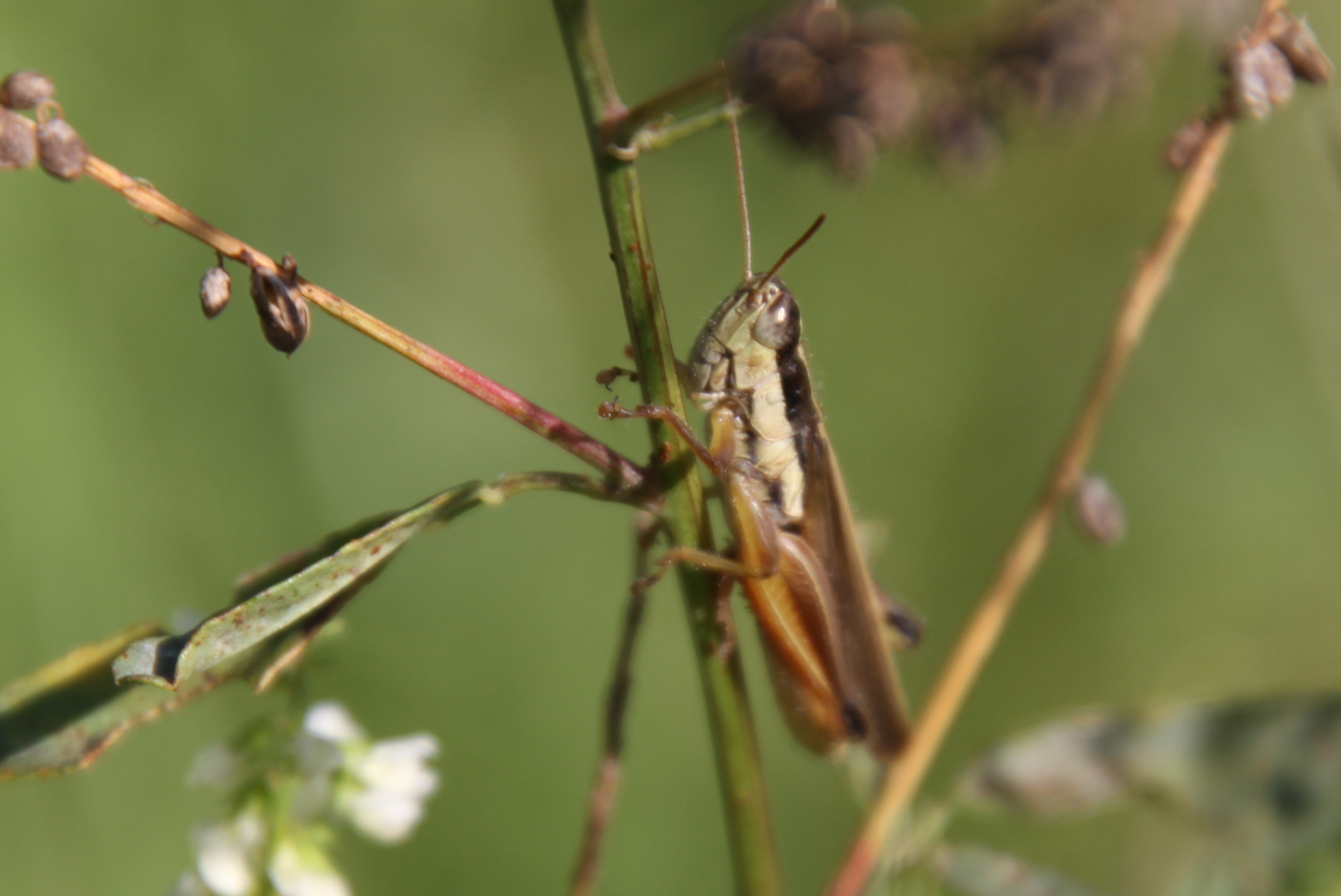 Scotussa lemniscata (Stål, 1861)