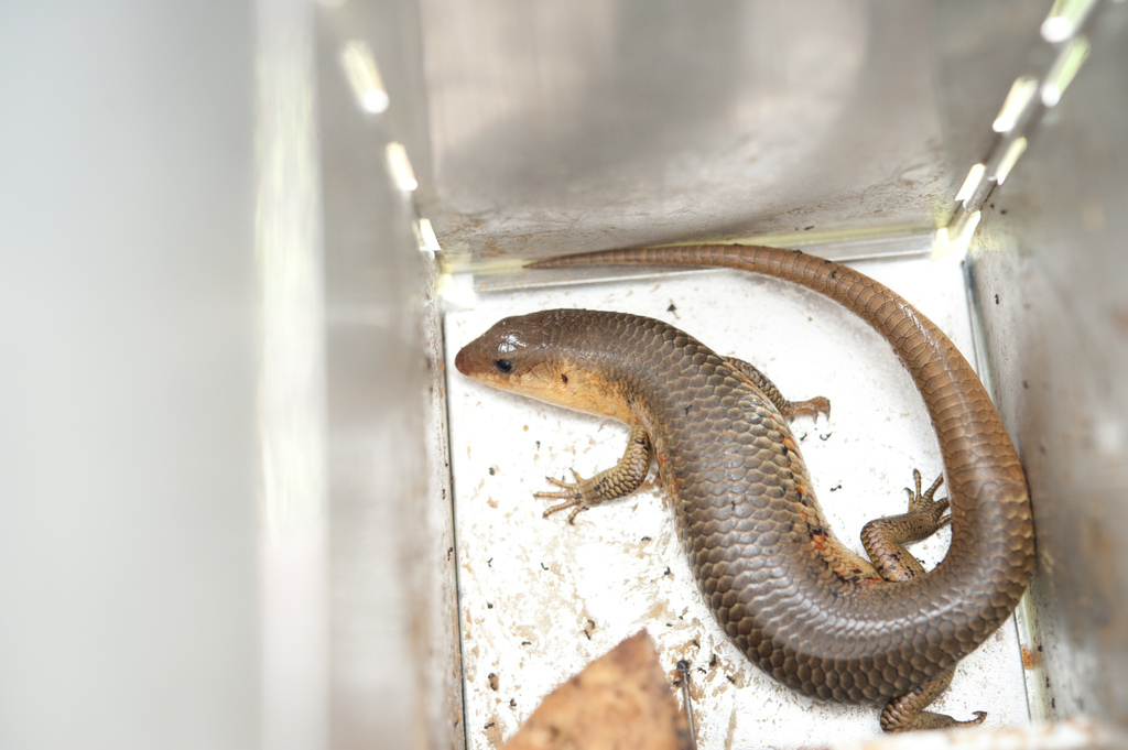Chinese Skink from 連江縣莒光鄉東莒村 on April 28, 2012 at 09:58 AM by Cheng-Tao ...