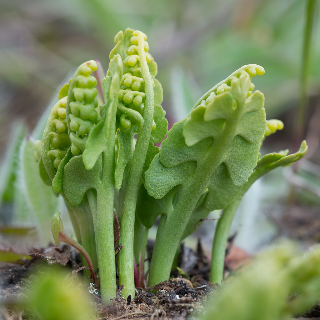 common moonwort (Botrychium lunaria) - Botanical Realm