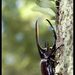Neptune Beetle (Dynastes neptunus) · iNaturalist