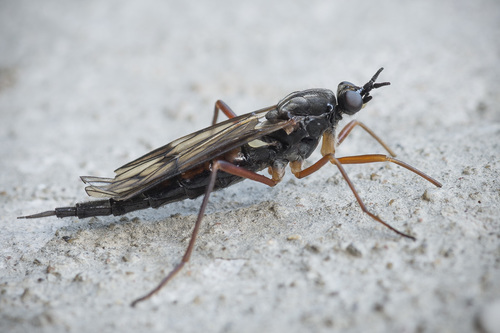 Red-belted Awl-fly (Xylophagus cinctus) · iNaturalist