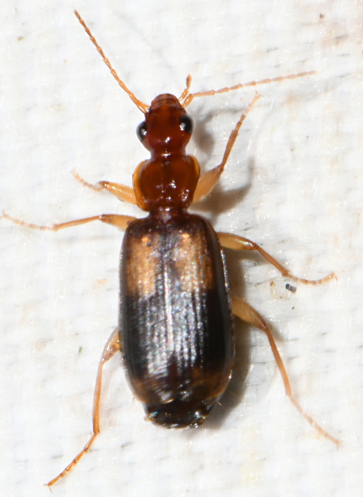 Dromius quadrimaculatus from Thoiry, France on May 24, 2025 at 11:04 AM ...
