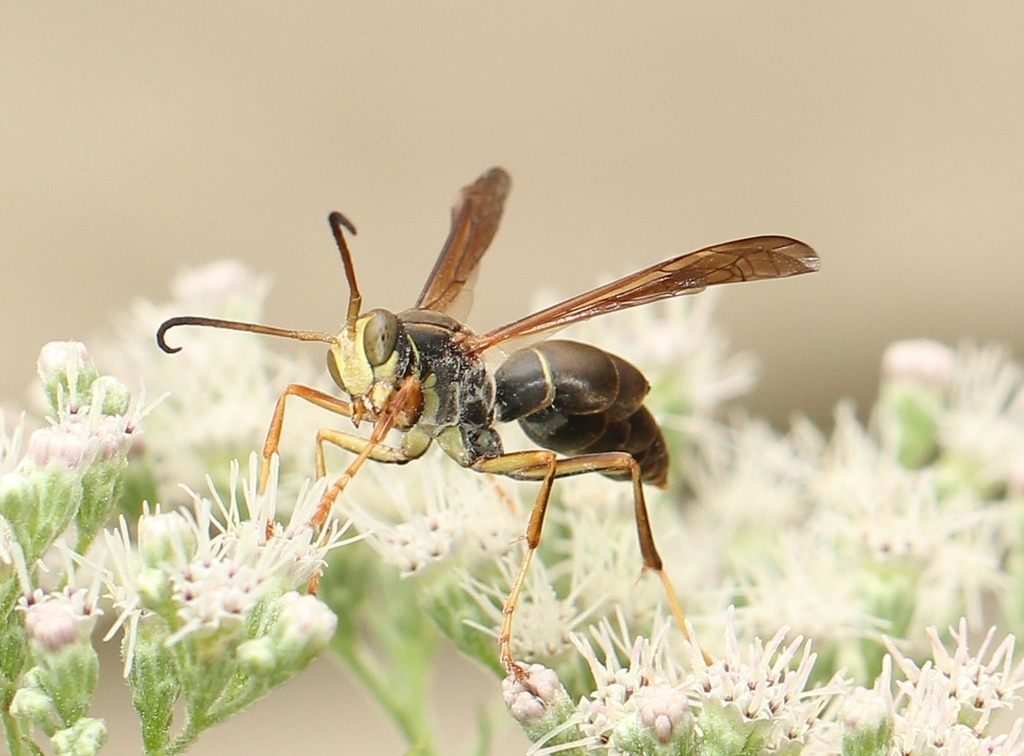Northern Paper Wasp from Browns Mills, Pemberton Township, NJ 08015 ...