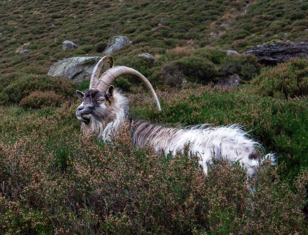 Domestic Goat from Snowdonia National Park, Bangor, Wales, GB on ...
