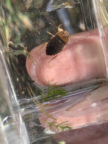 Amargosa Naucorid (Subspecies Pelocoris biimpressus biimpressus ...