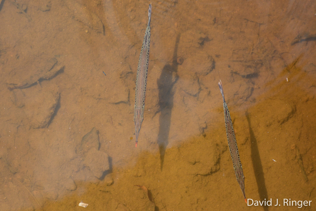 Spotted Pike-characin (Boulengerella maculata) - Marine Life Identification