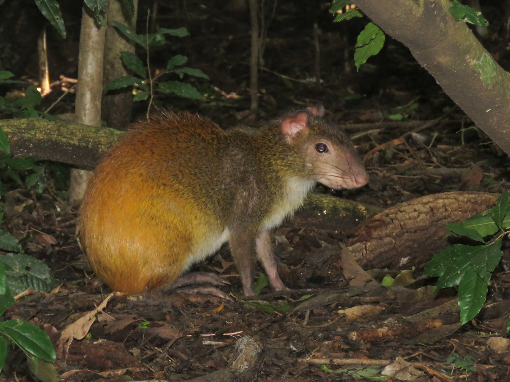 Red-rumped Agouti (Dasyprocta leporina) - Know Your Mammals