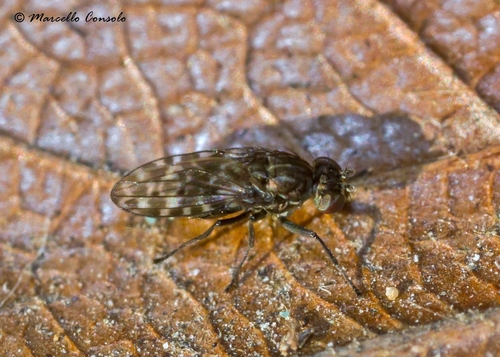 Genus Limnellia · iNaturalist