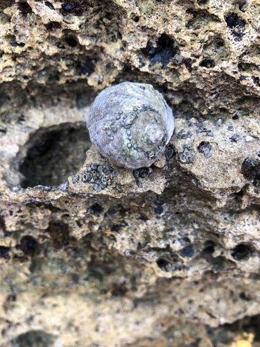 Observations by hornc · iNaturalist