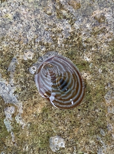 Observations by hornc · iNaturalist