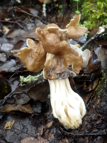 Helvella fusca · iNaturalist