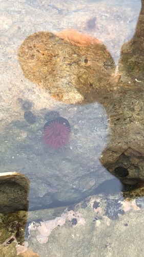 Observations by hornc · iNaturalist