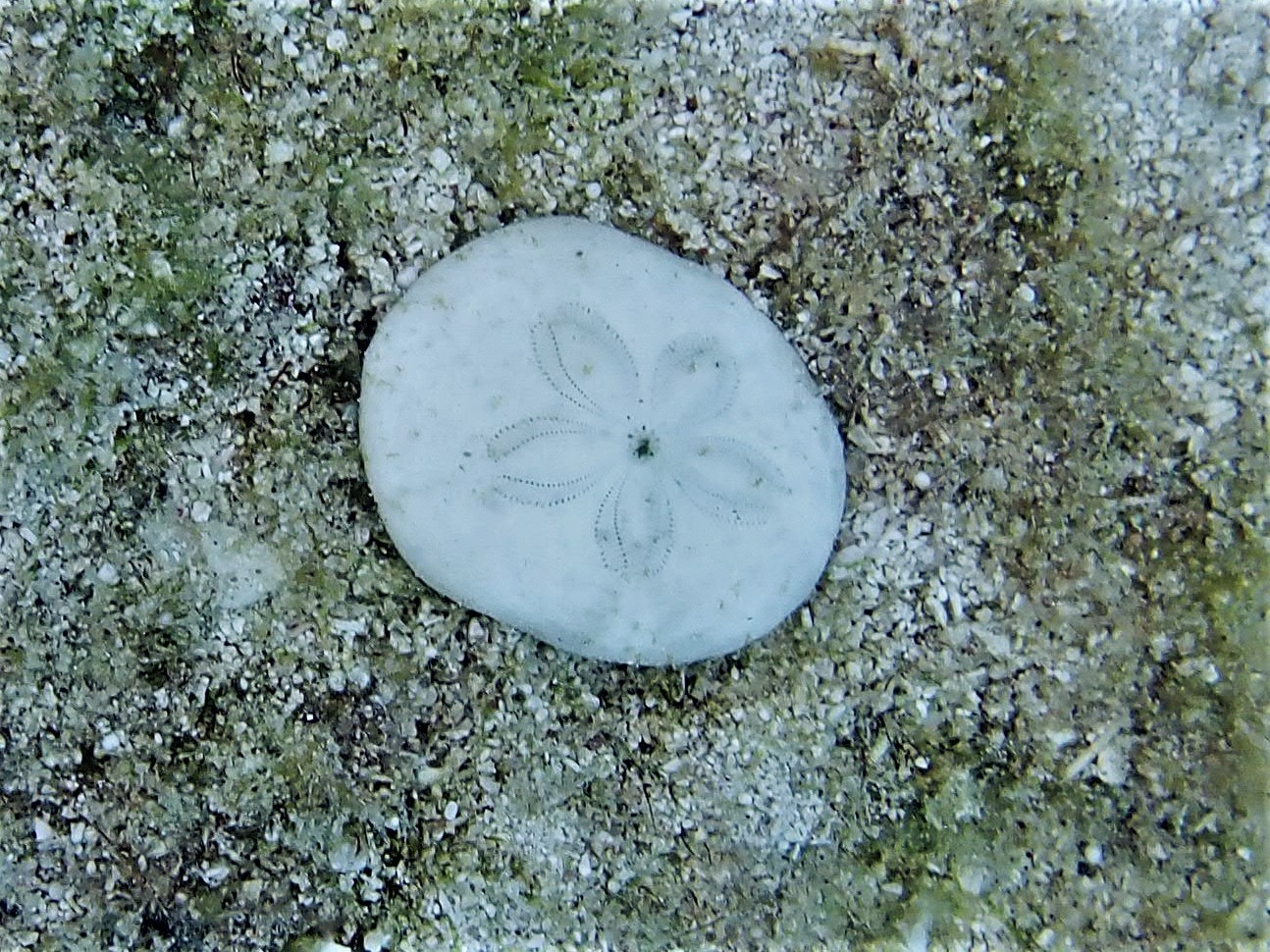 Clypeaster rosaceus (Linnaeus, 1758)