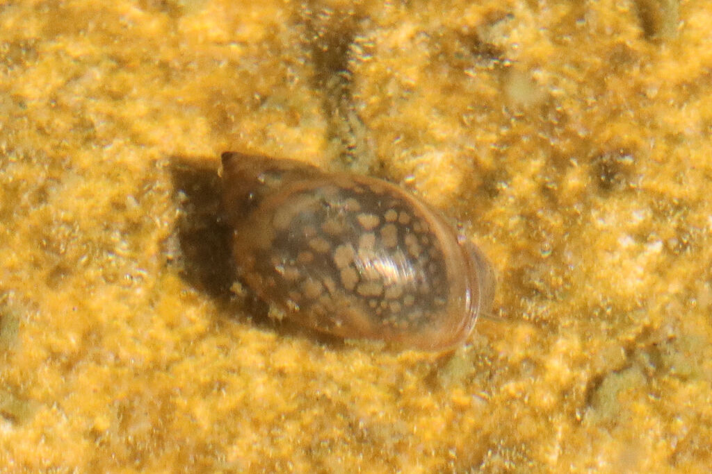 Acute Bladder Snail from Organ Pipe Cactus NM, Pima County, AZ, USA on ...
