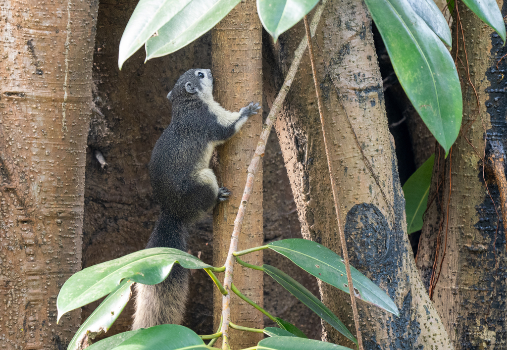 Finlayson's Squirrel from Project 6, Quezon City, Metro Manila ...