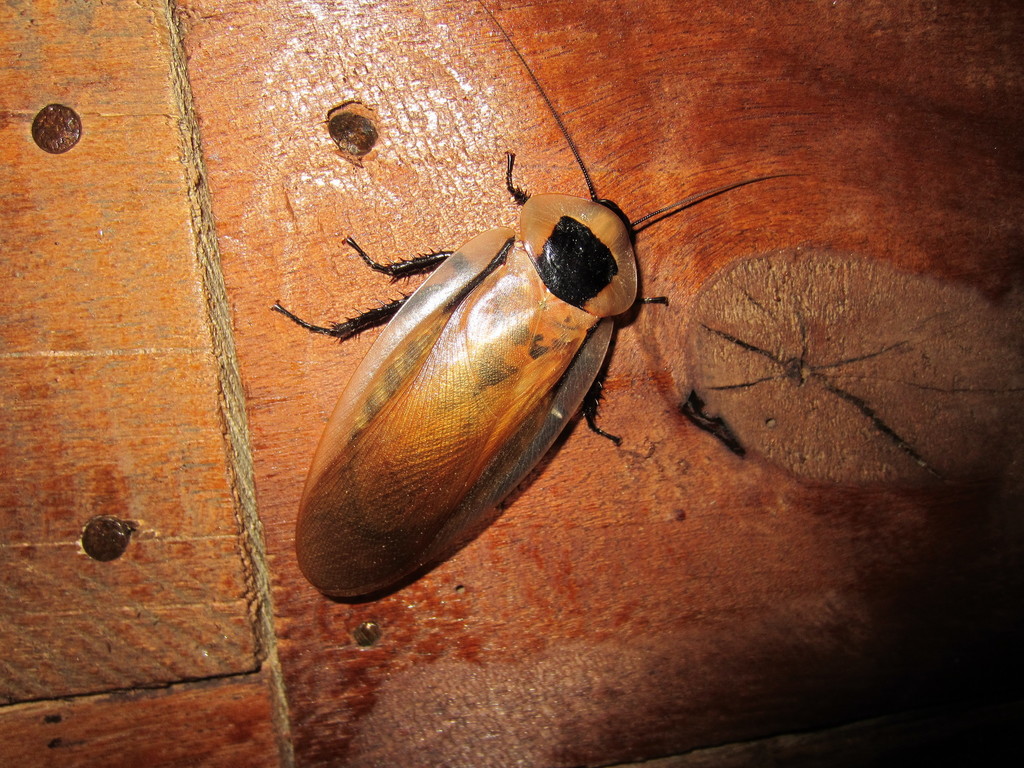 Colossal Roach from Madre de Dios, Peru on December 29, 2013 at 06:06 PM by smeierotto · iNaturalist