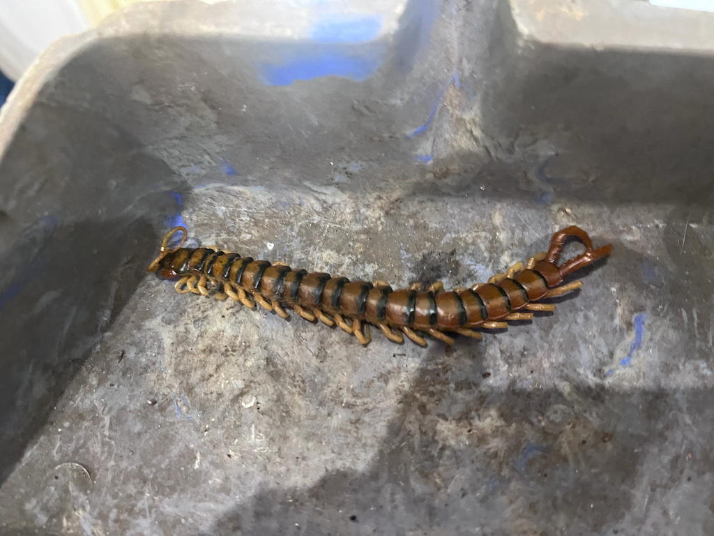 Australasian Giant Centipede from Finch Hatton, QLD, AU on January 10 ...