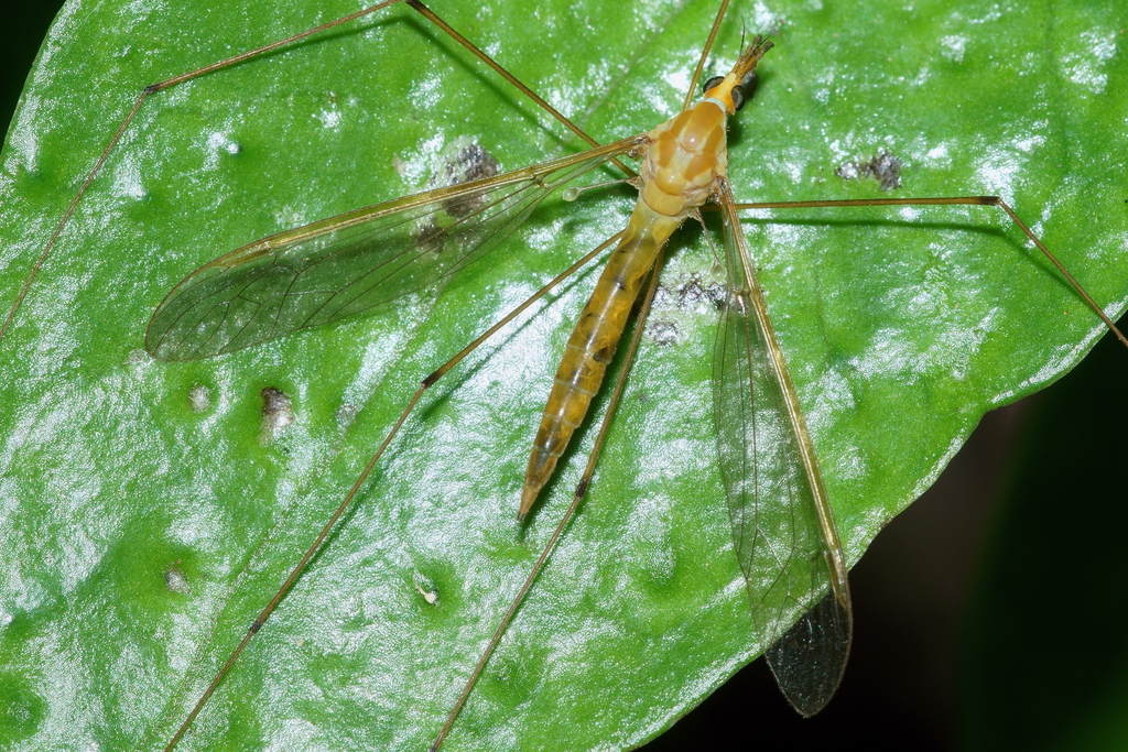 Leptotarsus holochlorus from Wainuiomata, Lower Hutt, Neuseeland on ...