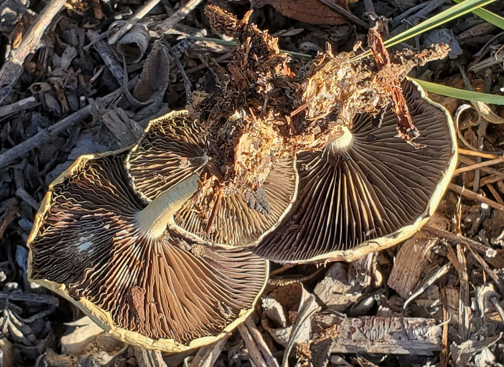 Mulch Fieldcap from Monterey County, CA, USA on January 29, 2020 at 03: ...