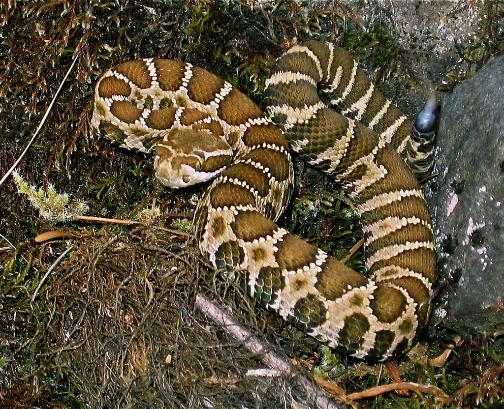 Northern Pacific Rattlesnake in May 2008 by herper47. The location is ...