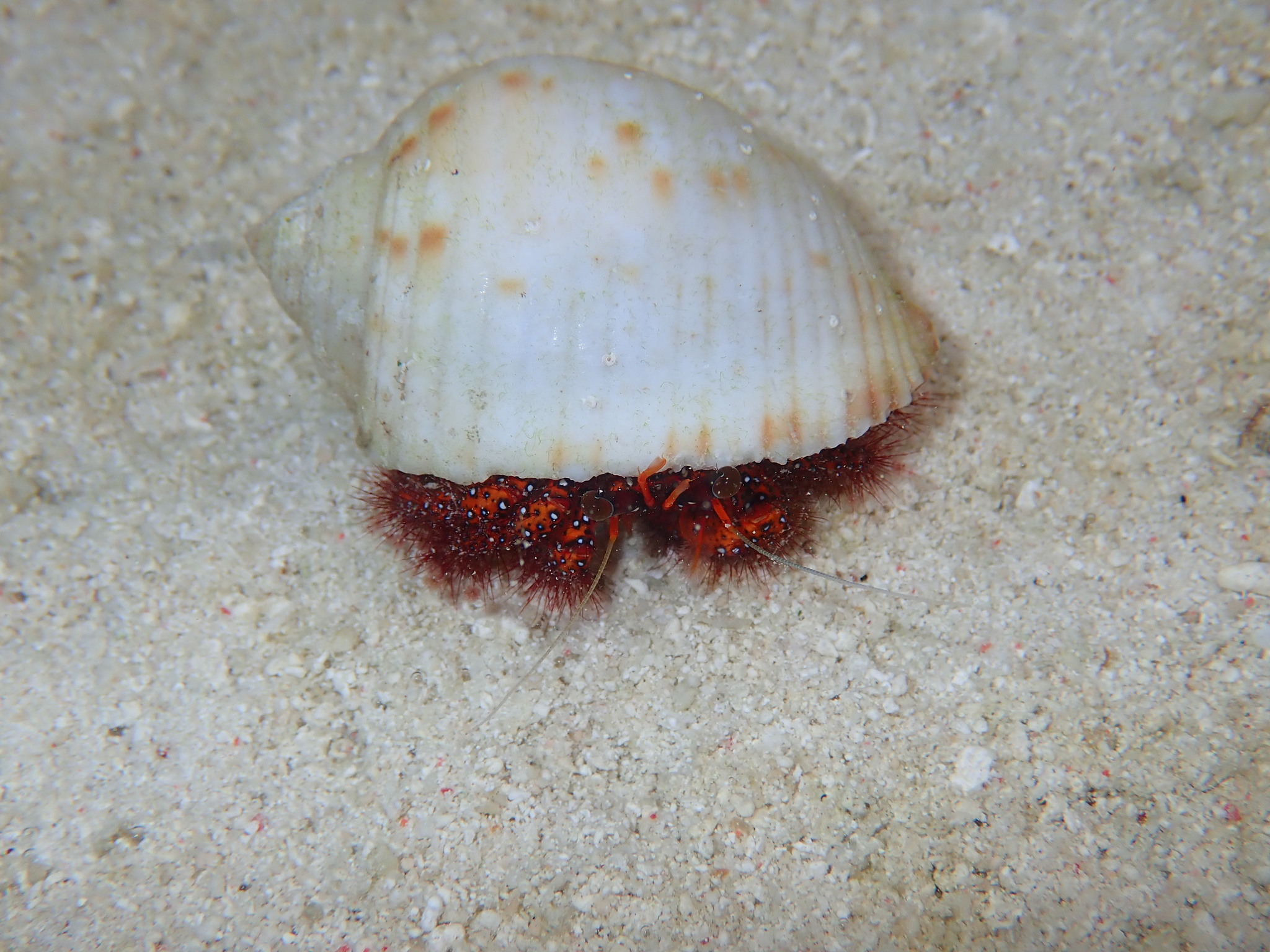 Tonna chinensis (Dillwyn, 1817)