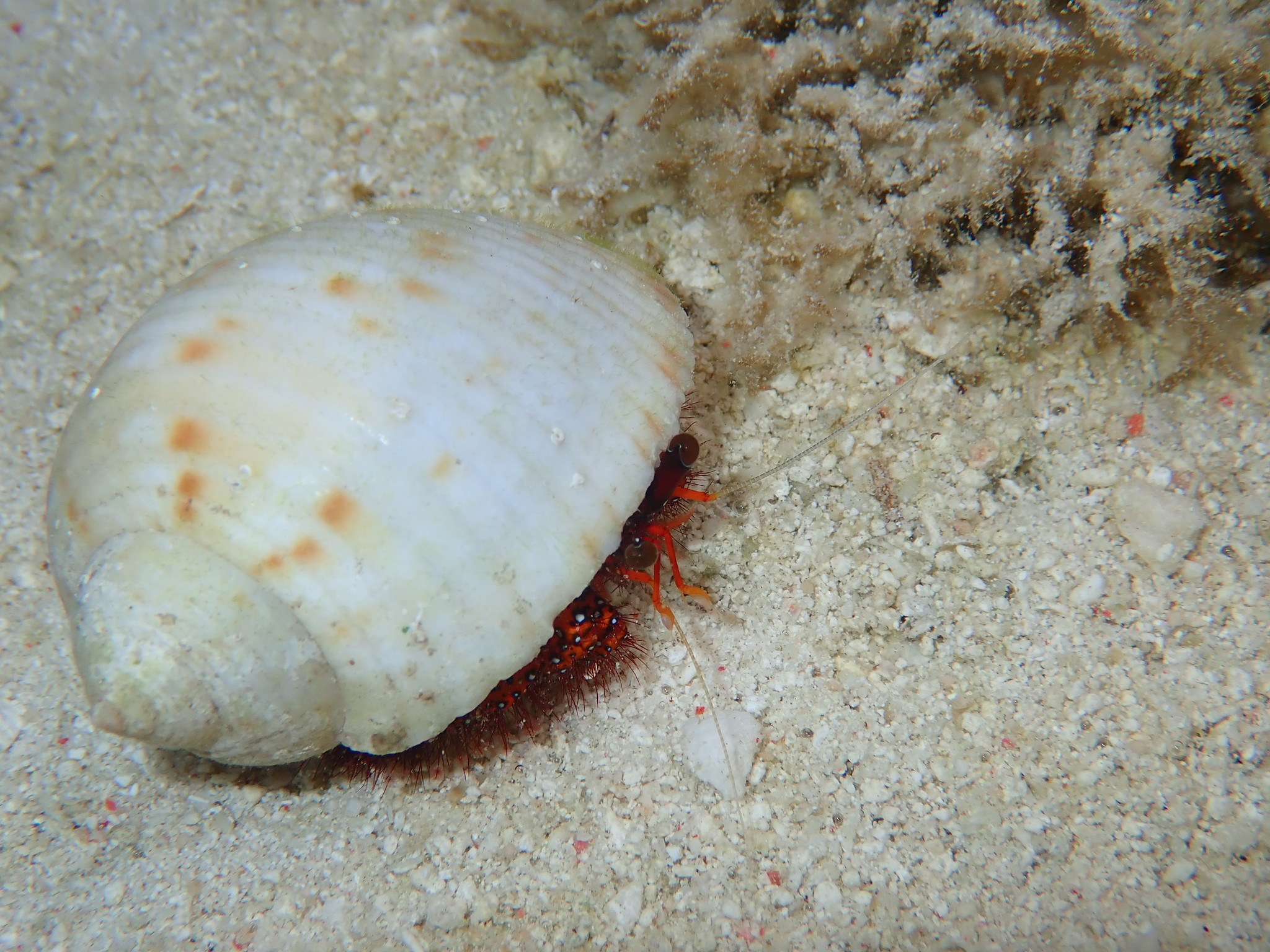 Tonna chinensis (Dillwyn, 1817)