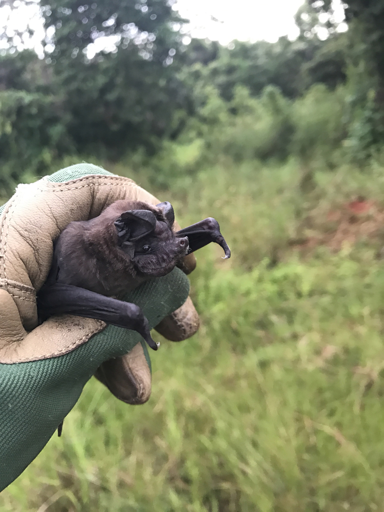Fijian Free-tailed Bat (Mops bregullae) - Know Your Mammals