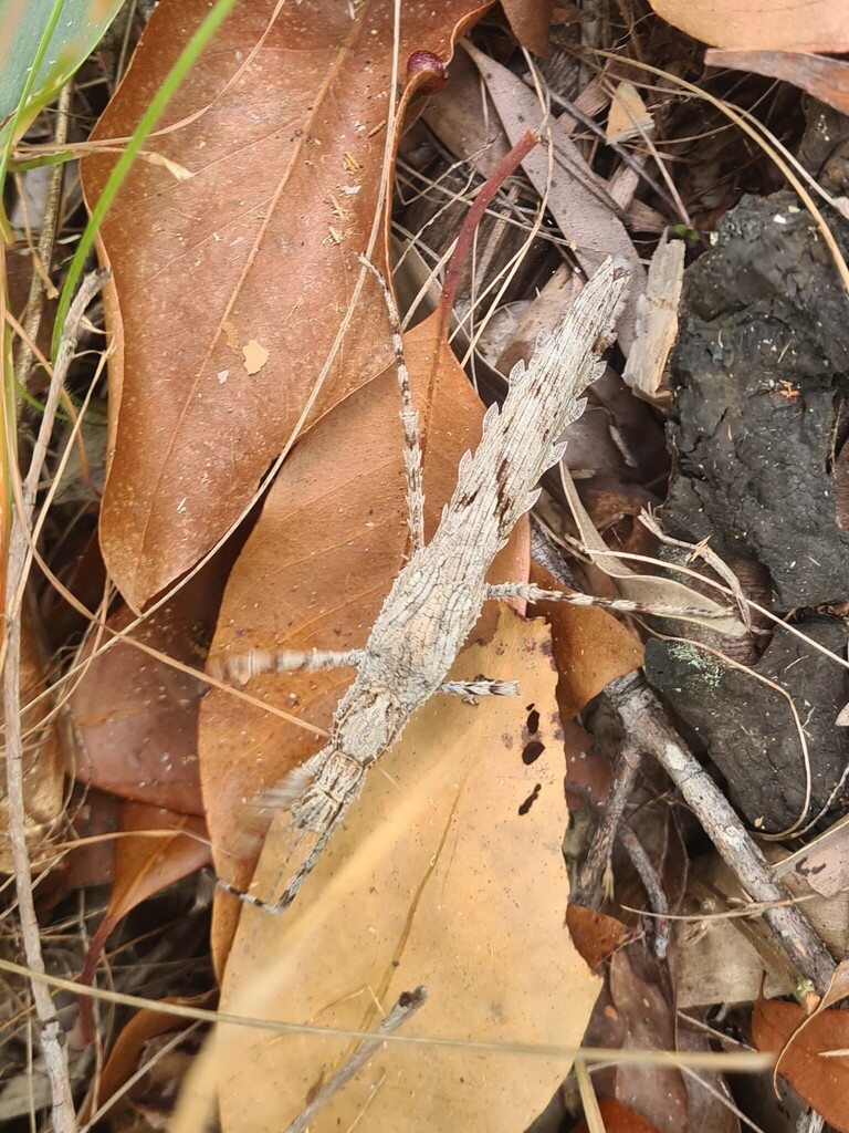 Xeroderus kirbyi from Talegalla Weir QLD 4650, Australia on January 10 ...