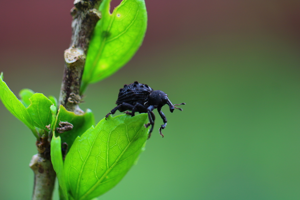 Desmidophorus funebris from 中国云南省西双版纳傣族自治州景洪市 on August 15, 2020 at 02: ...
