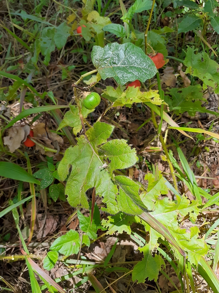 Cockroach Berry from Currumbin Valley QLD 4223, Australia on February 2 ...