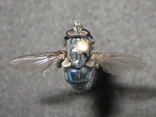 Calliphora grahami · iNaturalist