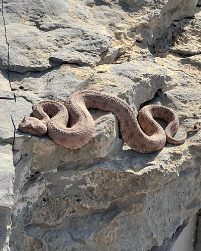 Persian Horned Viper (Pseudocerastes persicus) - Snakes and Lizards